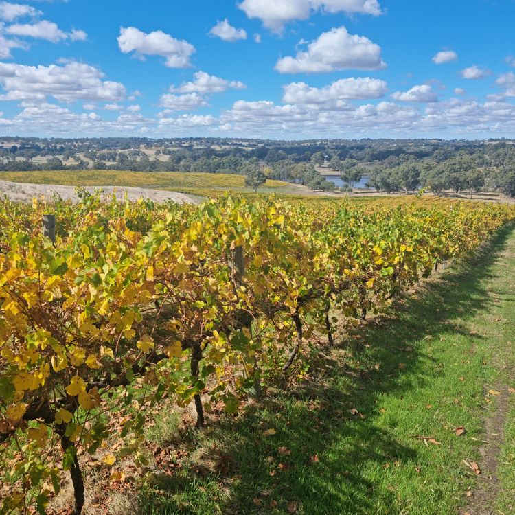 Winemaking – Little Ripples